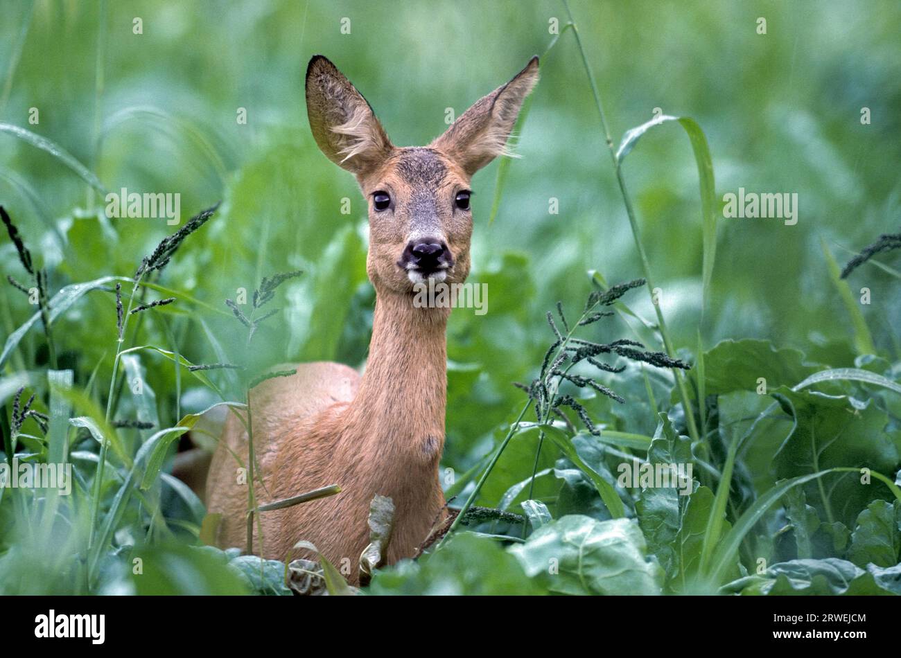 Roe Deer doe stands securing in a maize field (european roe deer ...