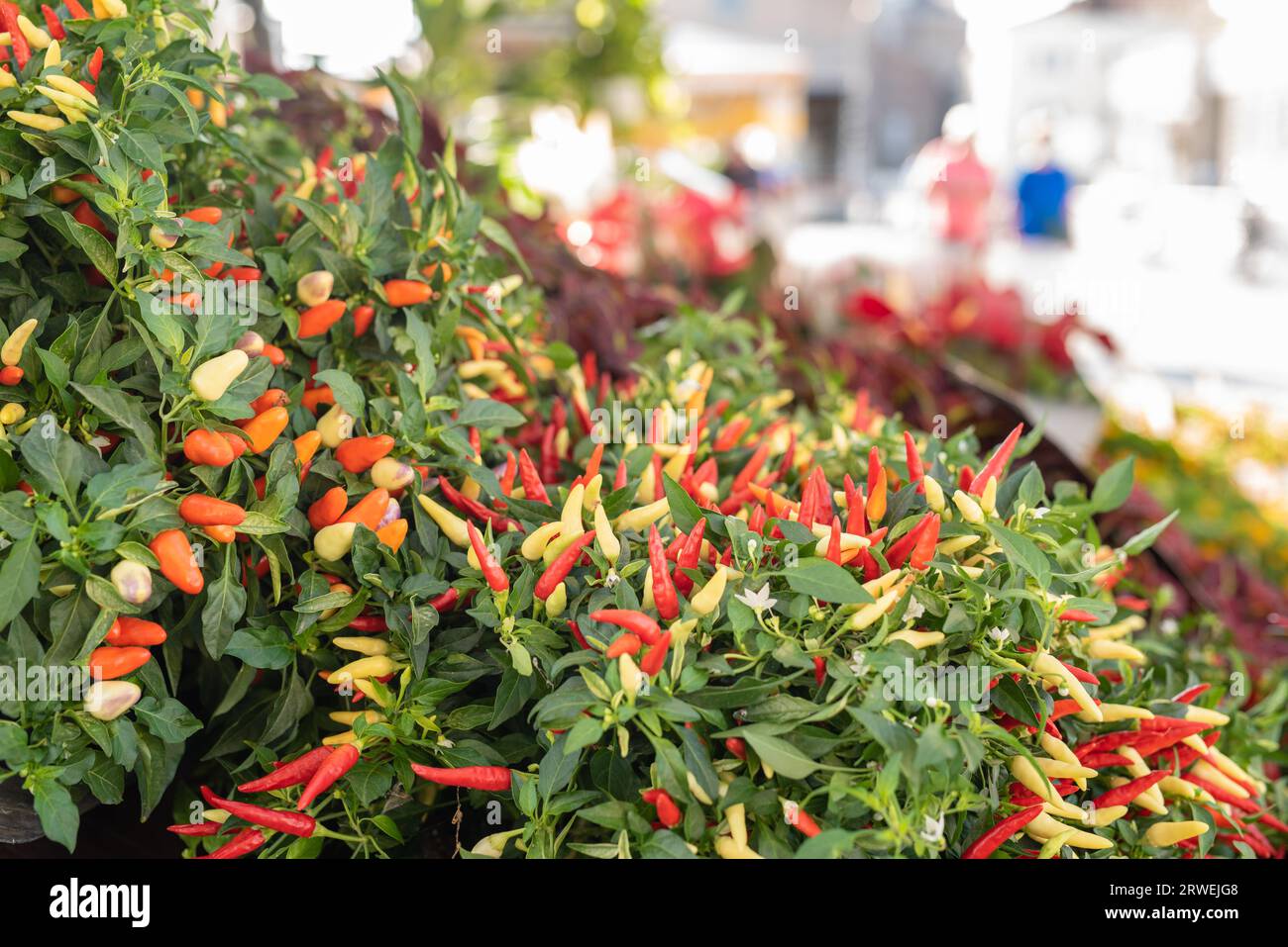 Small Colourful Chili Peppers on Plant Street Market Stock Photo - Alamy