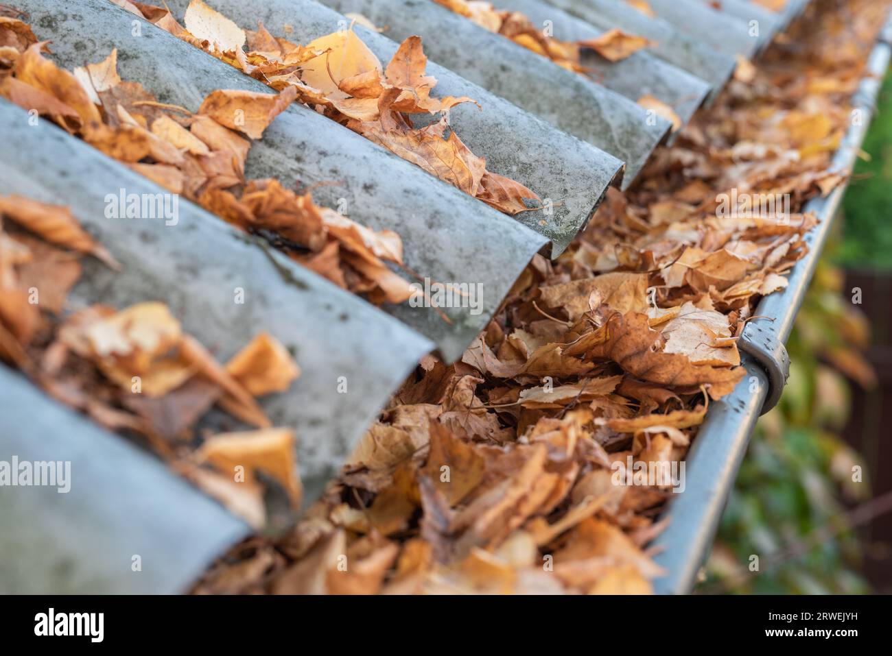 Rain gutter full of autumn leaves Stock Photo - Alamy