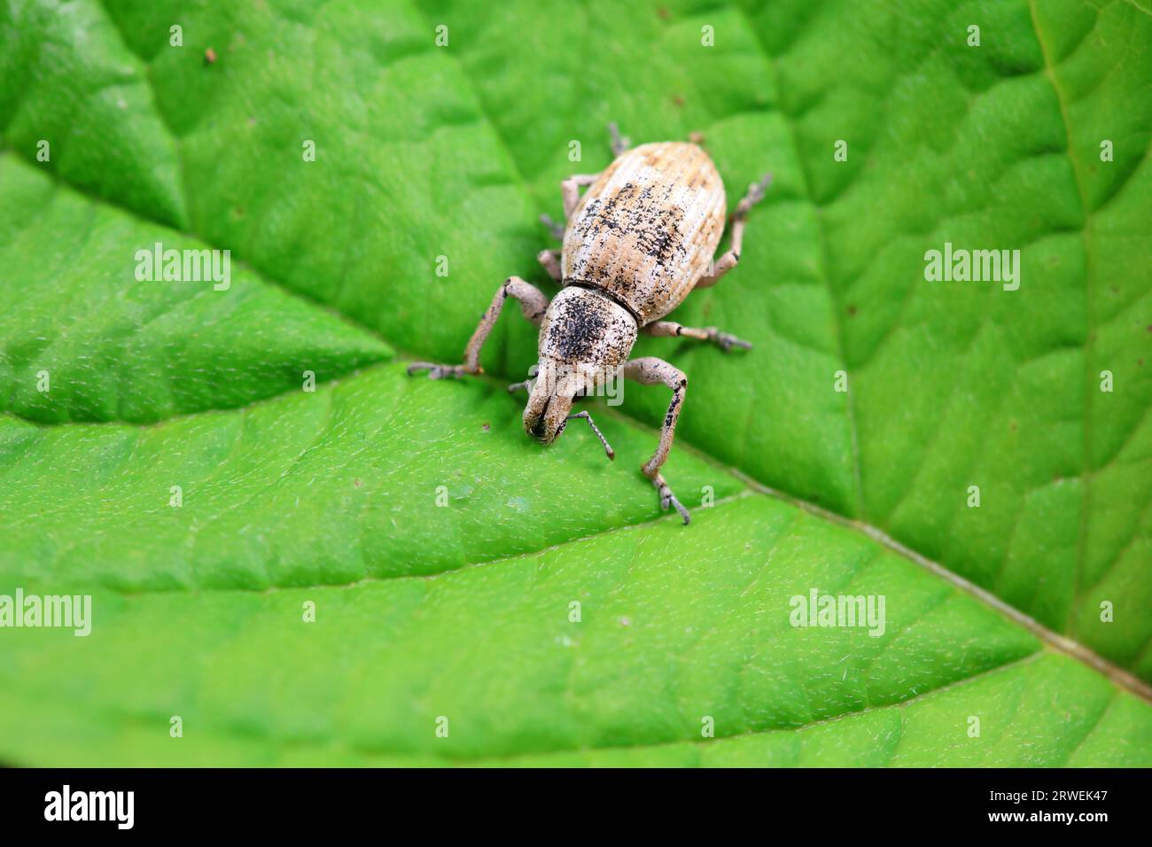 Weevil on wild plants, North China Stock Photo - Alamy