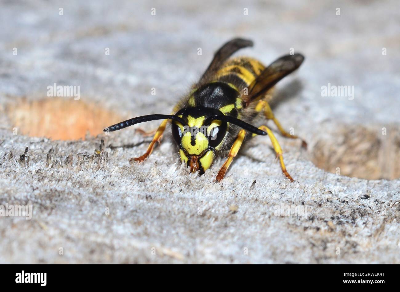 Worker common wasp hi-res stock photography and images - Alamy