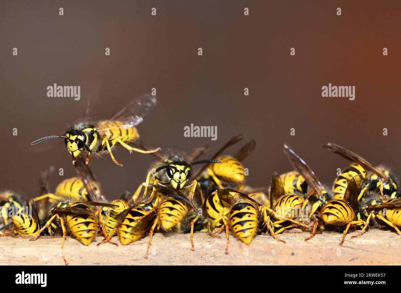 active worker common wasps vespula vulgaris Stock Photo - Alamy