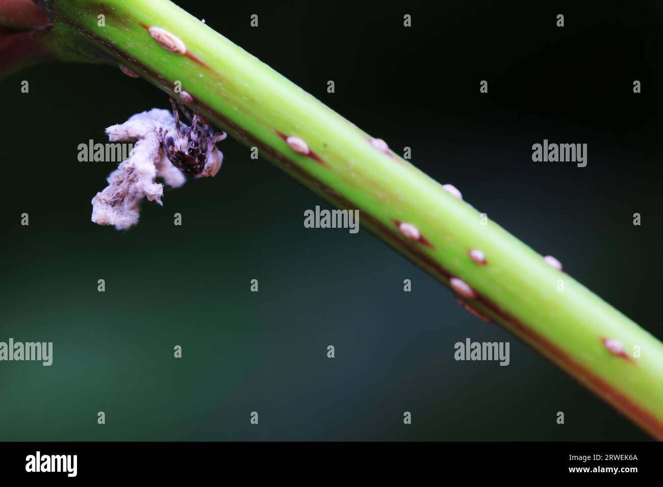 Hemiptera wax Cicadellidae insects on wild plants, North China Stock ...