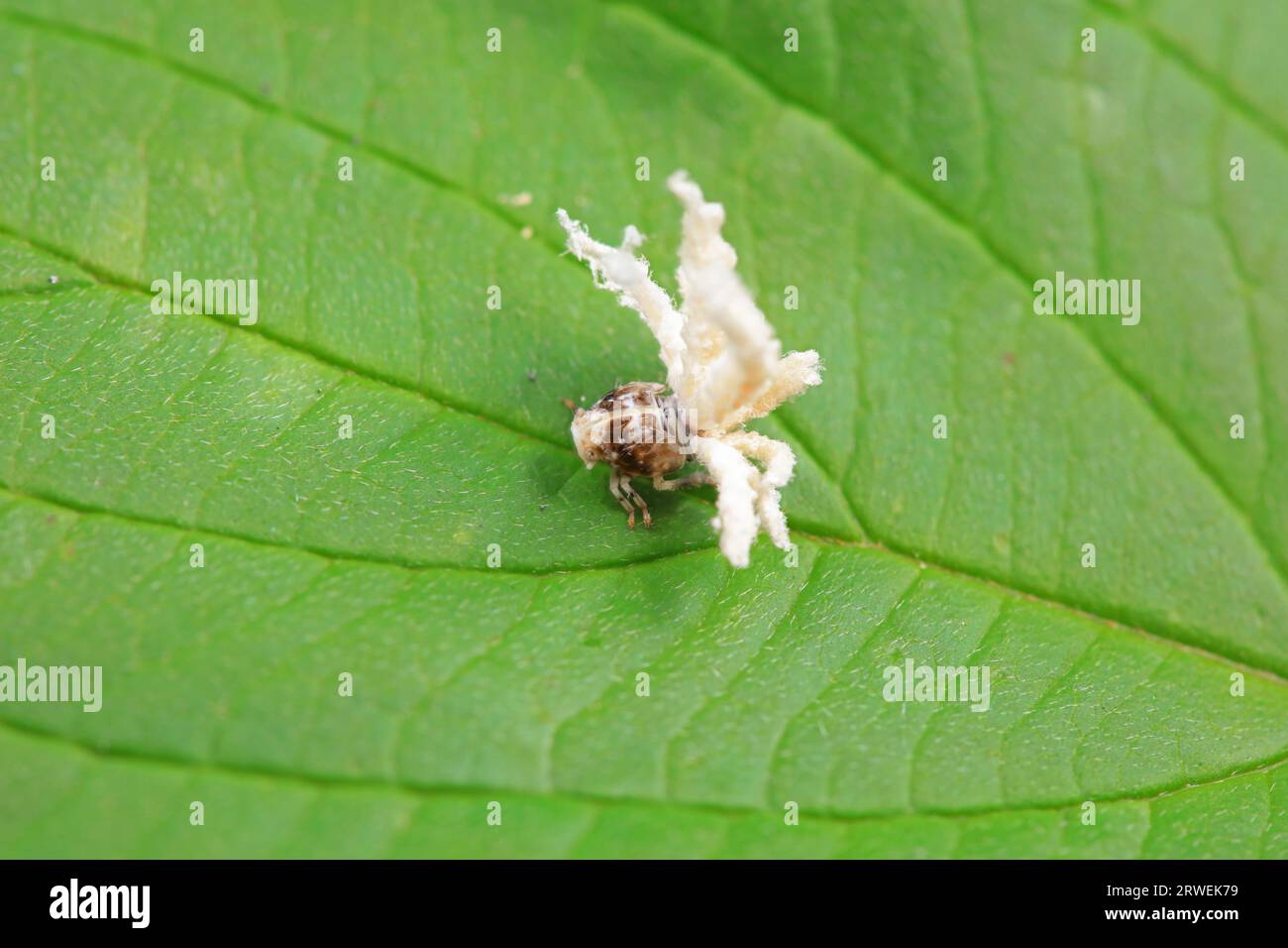 Hemiptera wax Cicadellidae insects on wild plants, North China Stock ...