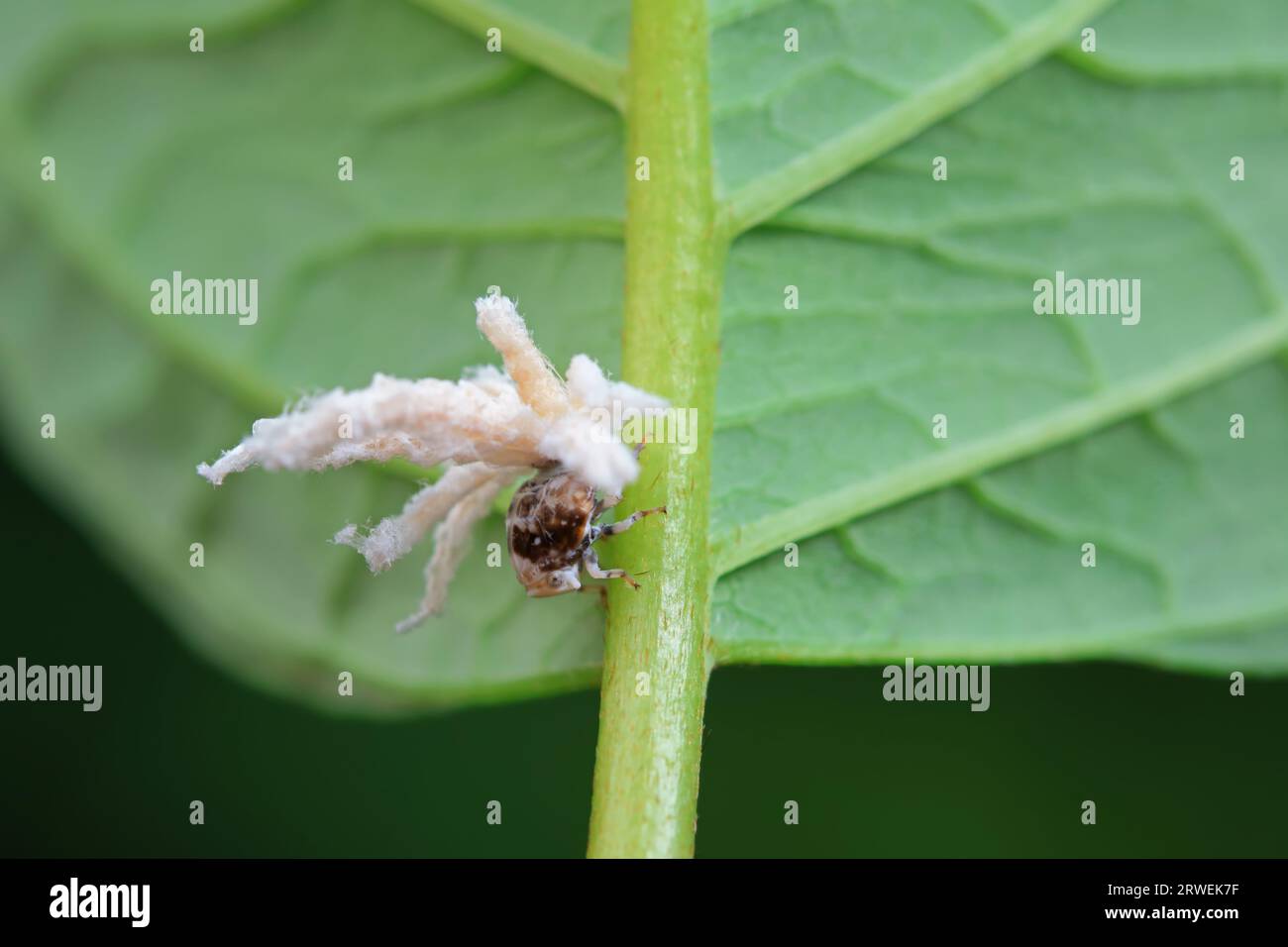 Hemiptera wax Cicadellidae insects on wild plants, North China Stock ...