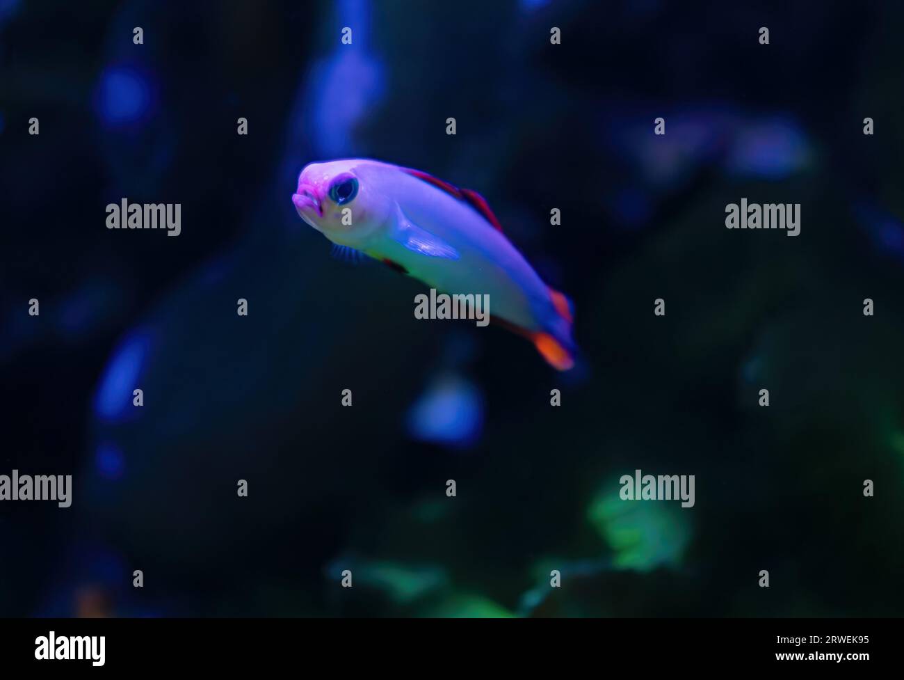 Purple firefish hi-res stock photography and images - Alamy