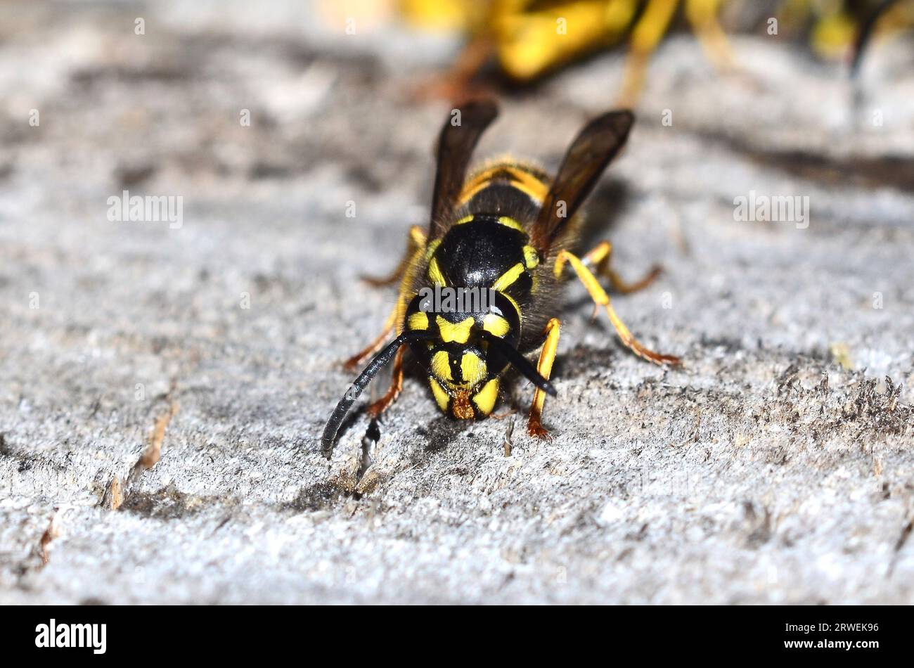 active worker common wasp vespula vulgaris Stock Photo - Alamy