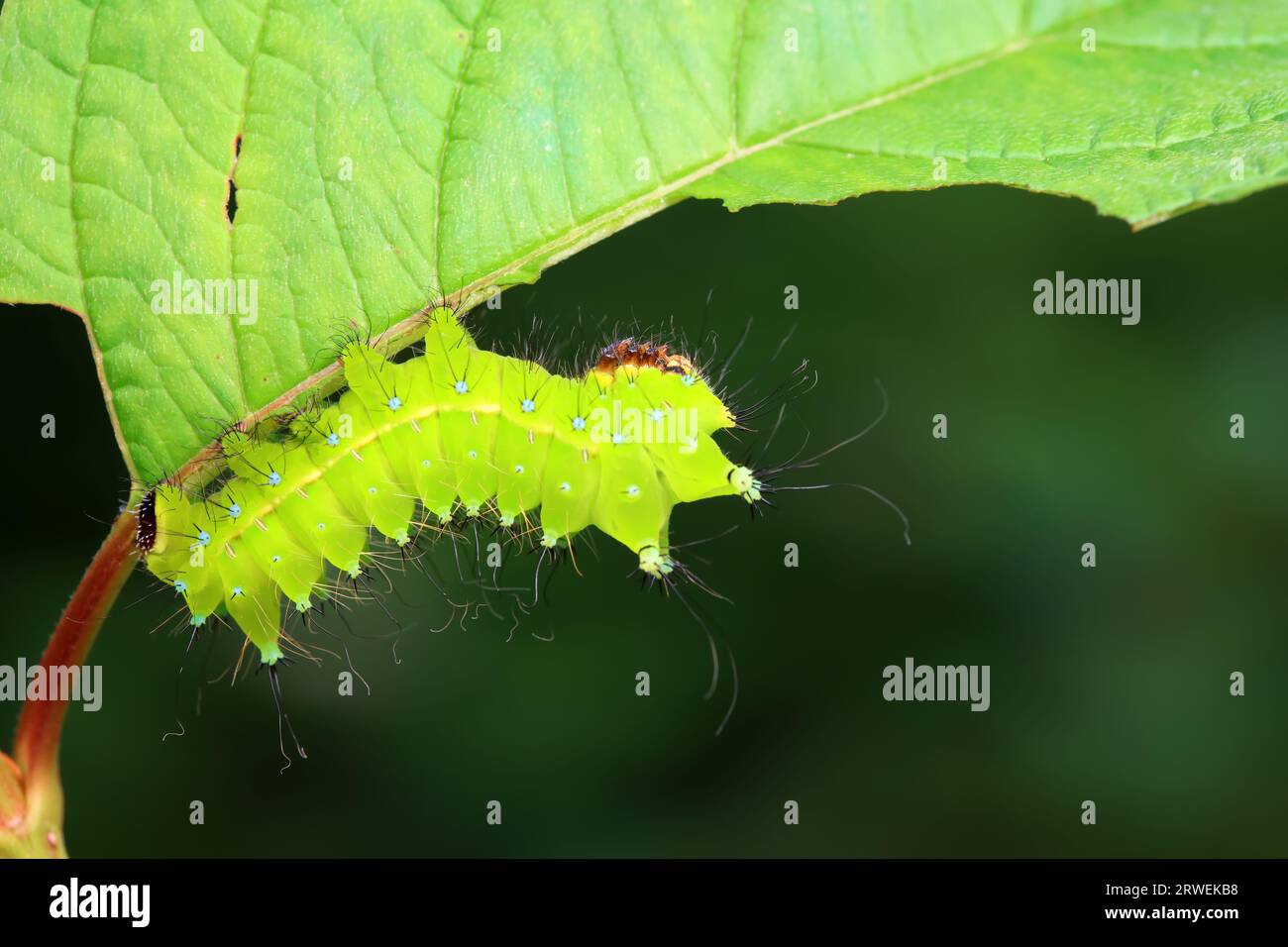 Lepidoptera larvae in the wild, North China Stock Photo - Alamy