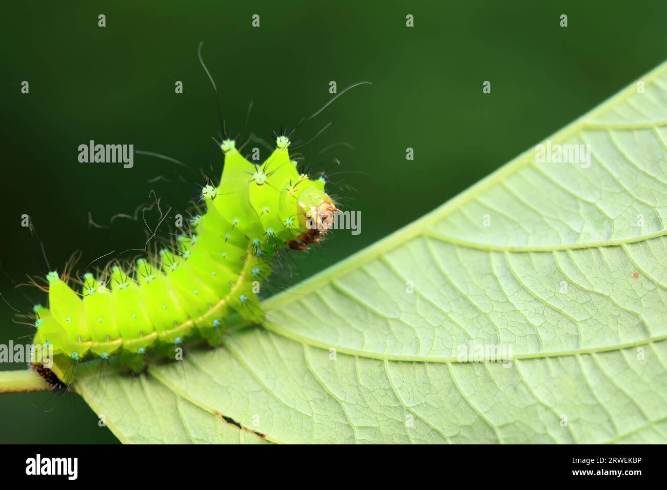 Lepidoptera larvae in the wild, North China Stock Photo - Alamy