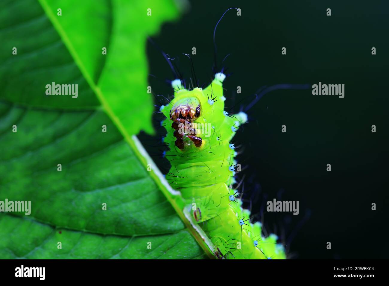 Lepidoptera larvae in the wild, North China Stock Photo - Alamy