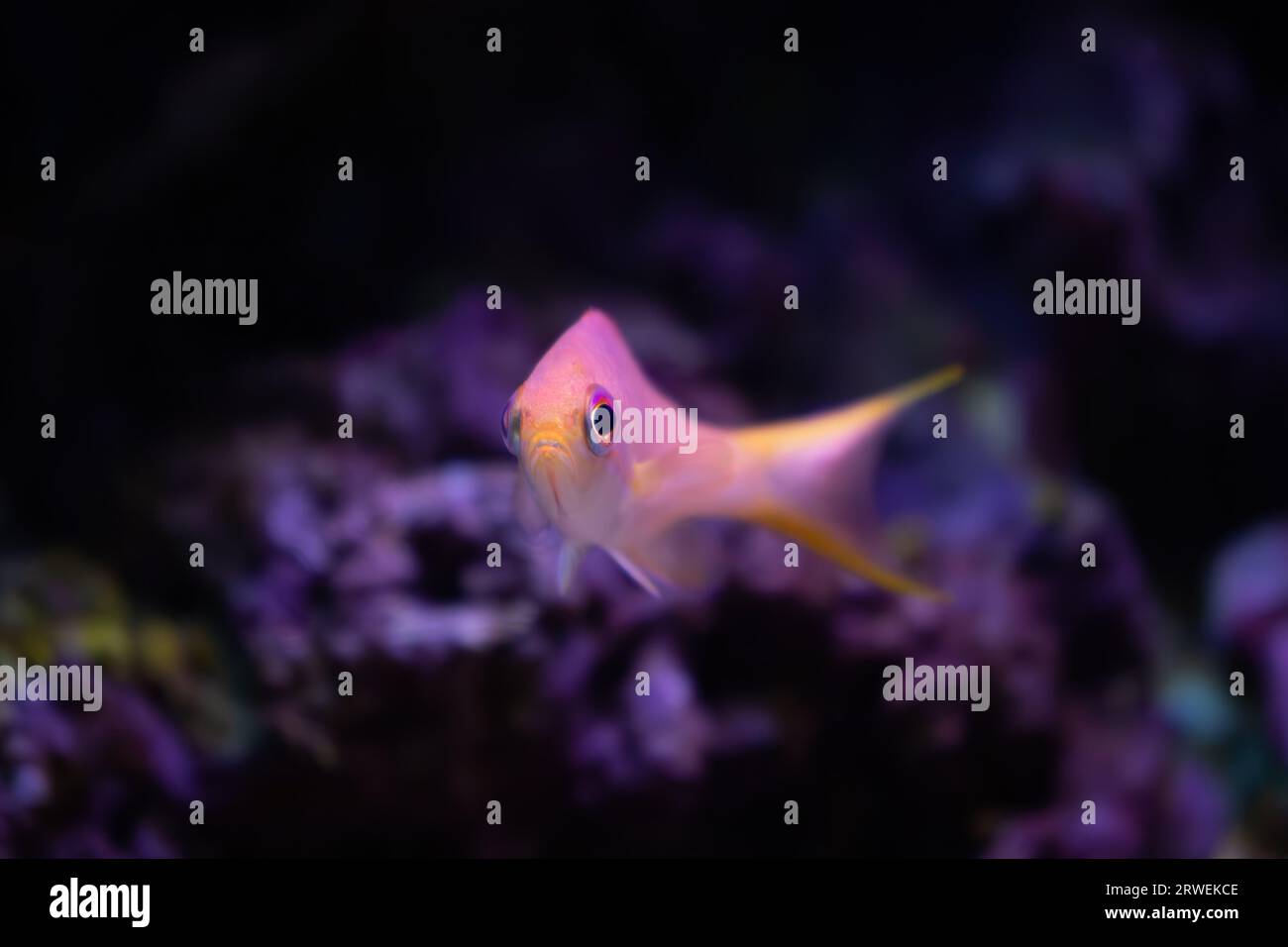 Callanthias hi-res stock photography and images - Alamy