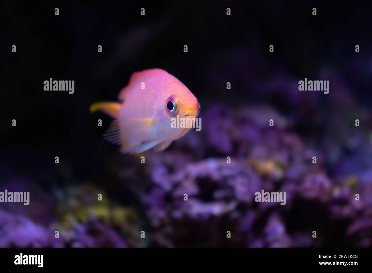 Parrot perches hi-res stock photography and images - Alamy