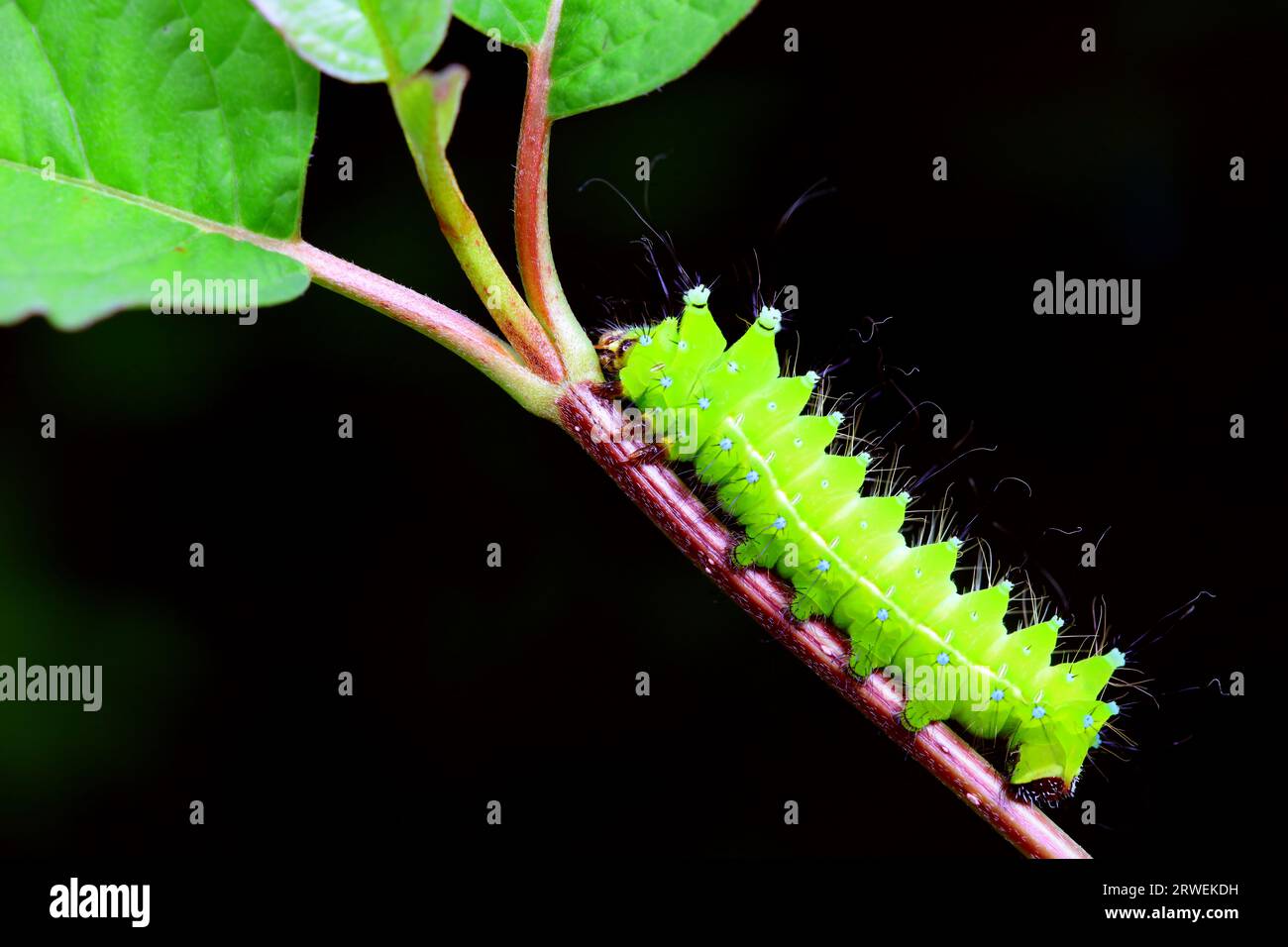Lepidoptera larvae in the wild, North China Stock Photo - Alamy