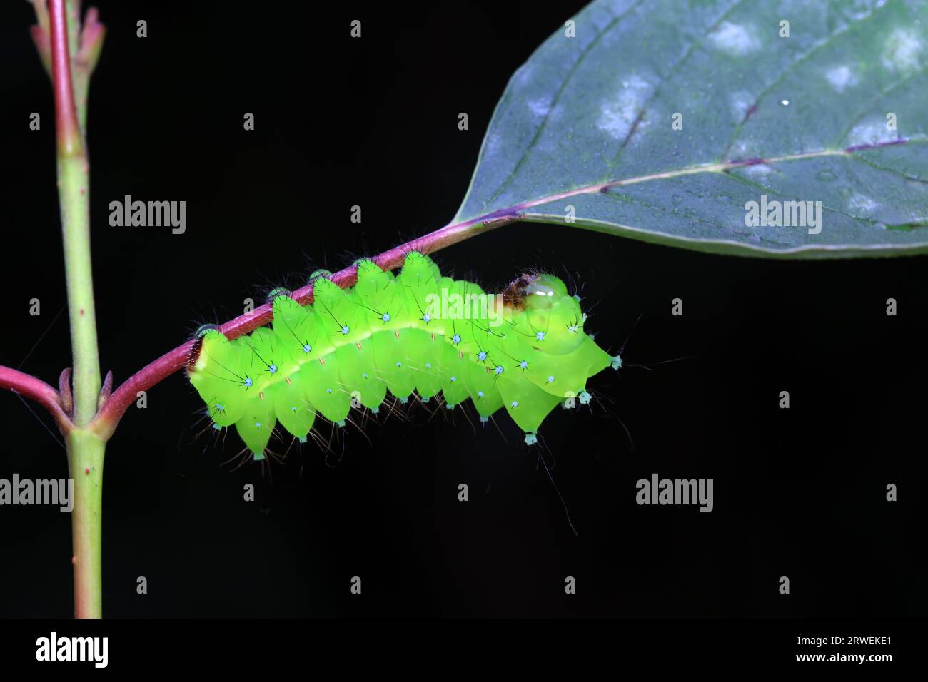 Lepidoptera larvae in the wild, North China Stock Photo - Alamy