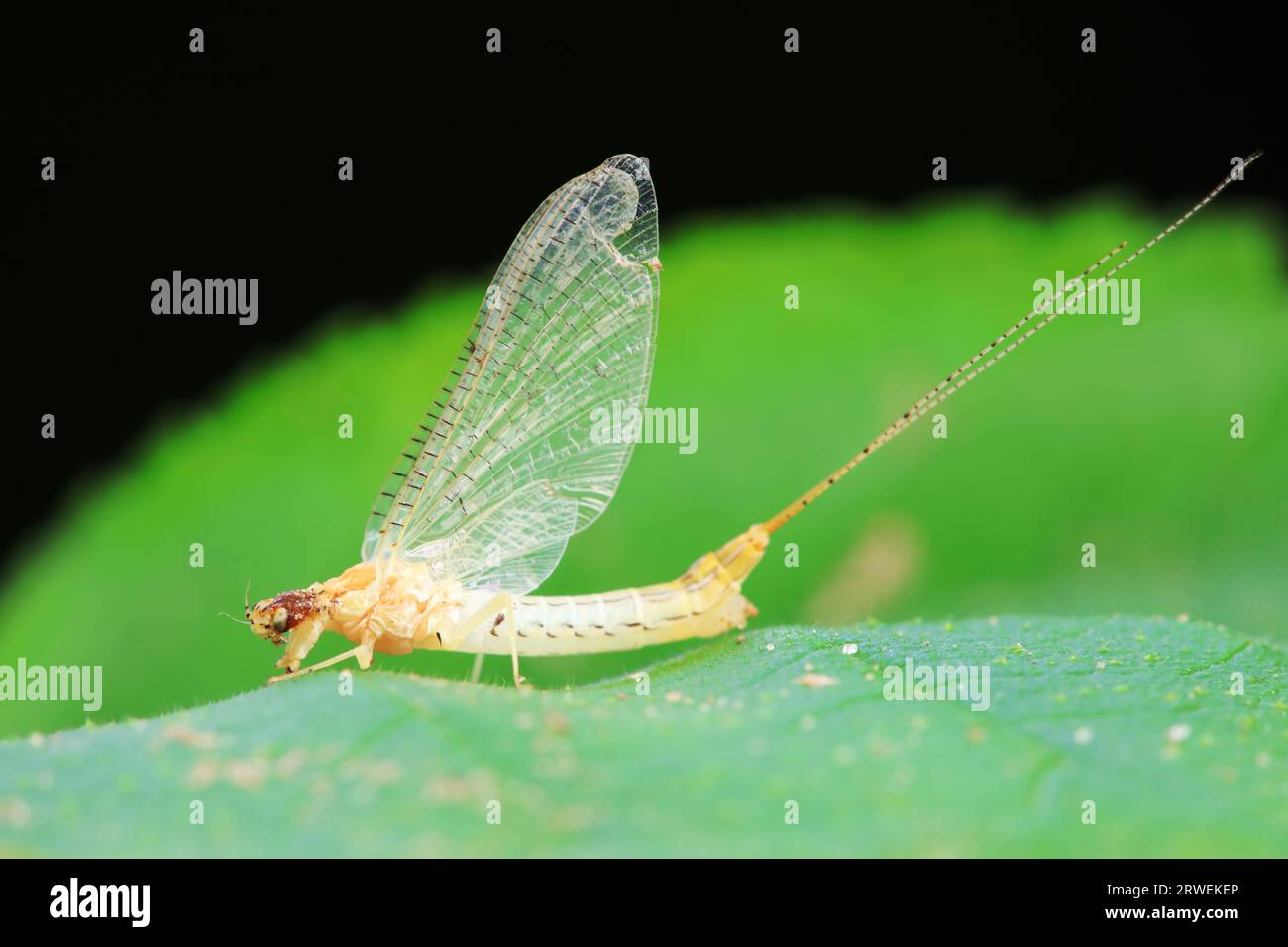 Short lived insect hi-res stock photography and images - Alamy