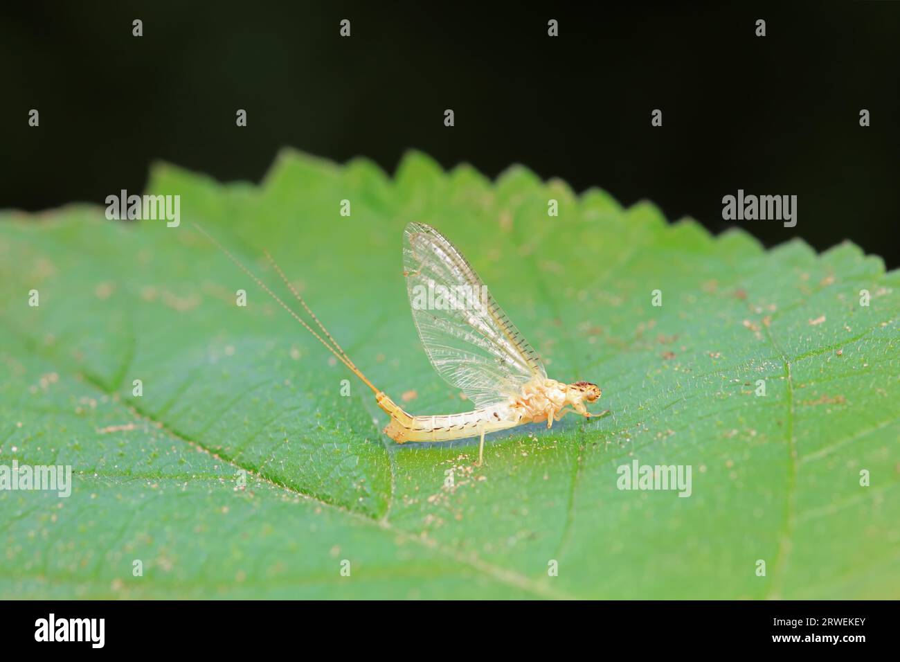 Short lived insect hi-res stock photography and images - Alamy