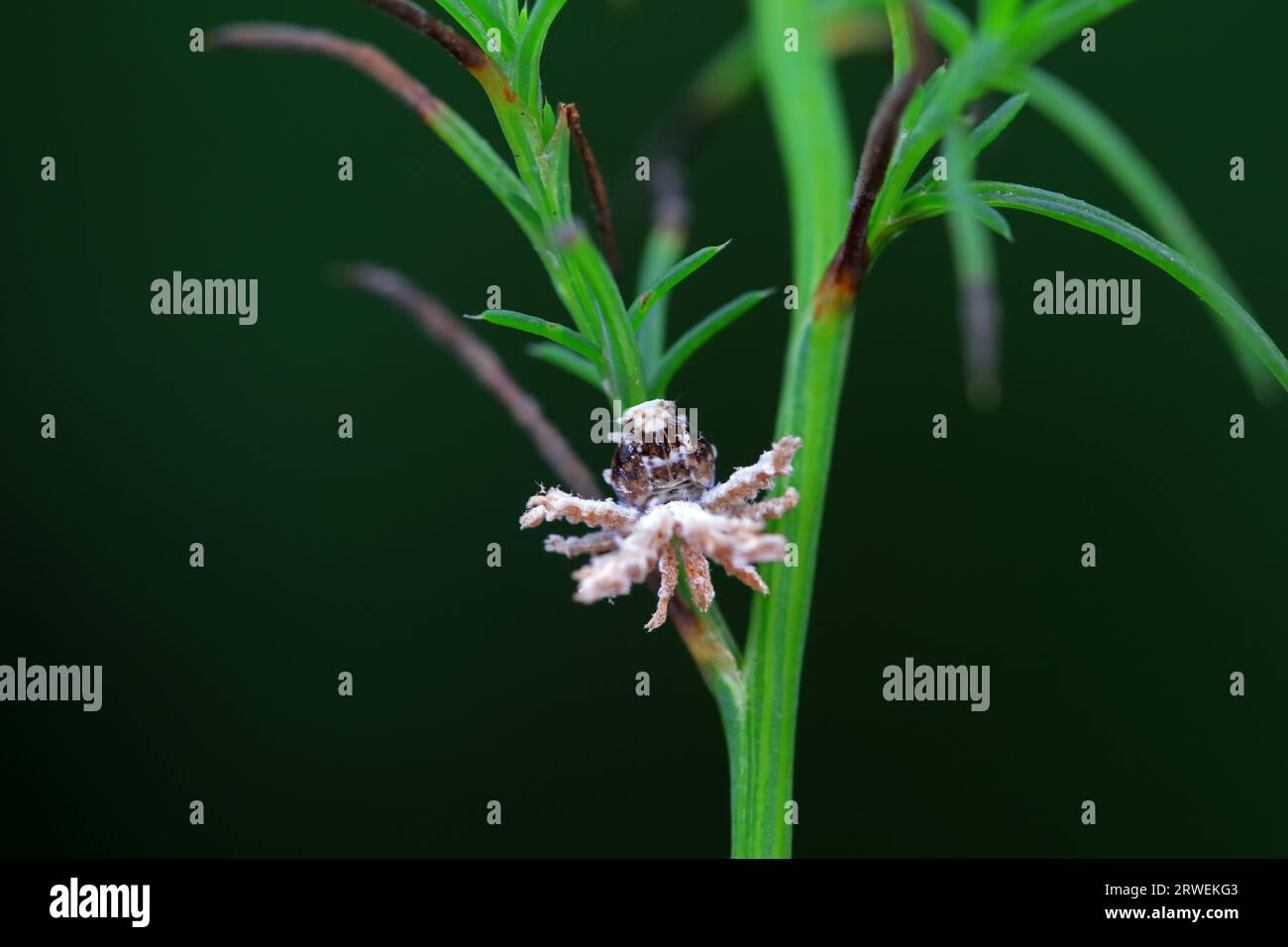 Hemiptera wax Cicadellidae insects on wild plants, North China Stock ...