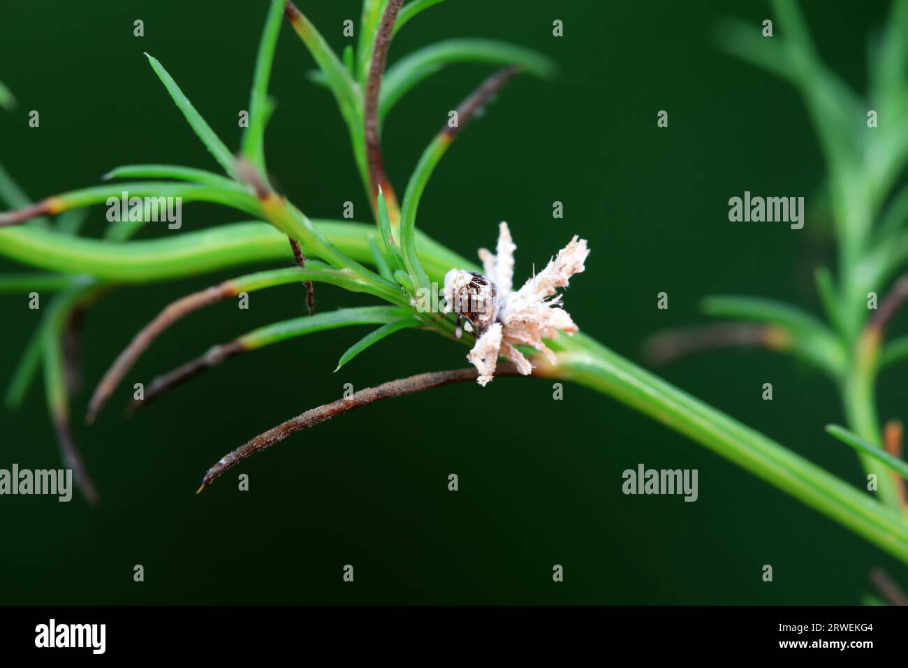 Hemiptera wax Cicadellidae insects on wild plants, North China Stock ...