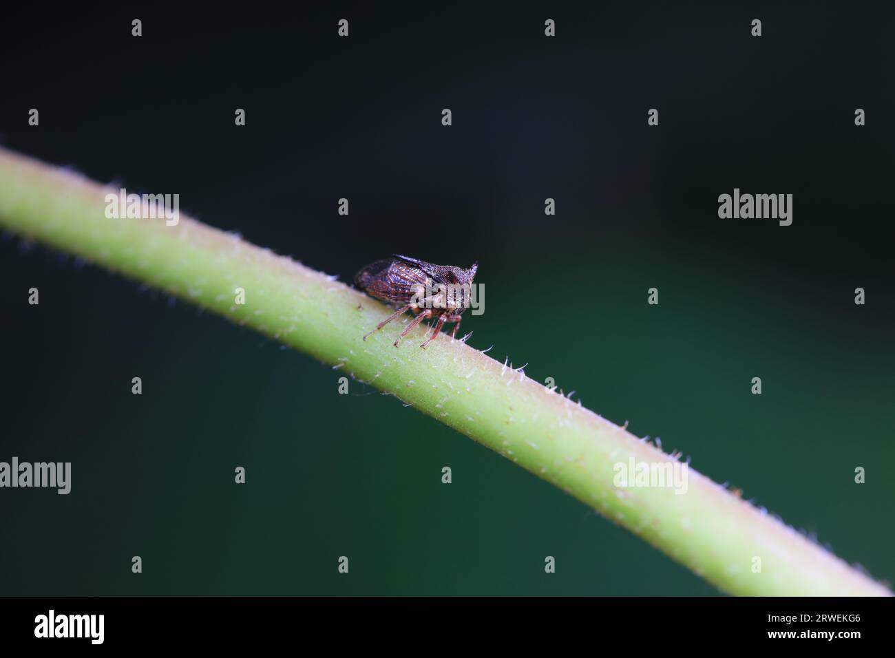 Leaf cicada on wild plants, North China Stock Photo - Alamy
