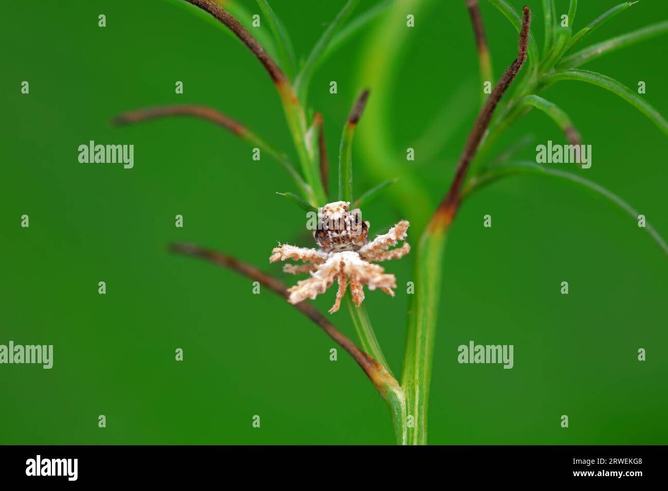 Hemiptera wax Cicadellidae insects on wild plants, North China Stock ...