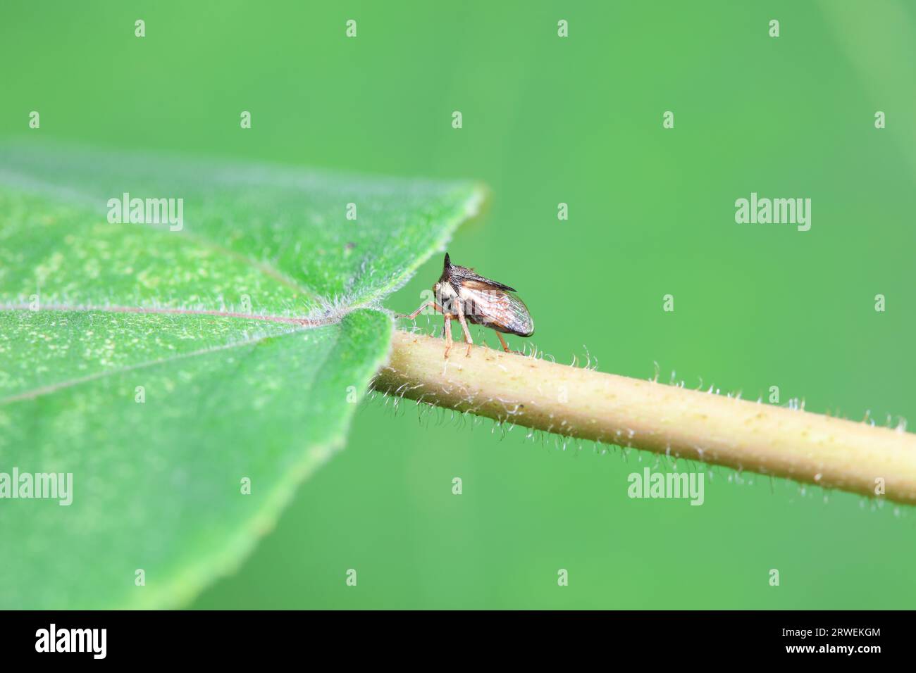 Leaf cicada on wild plants, North China Stock Photo - Alamy
