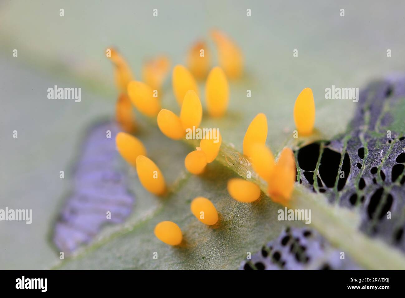 Insect eggs on wild plants, North China Stock Photo - Alamy