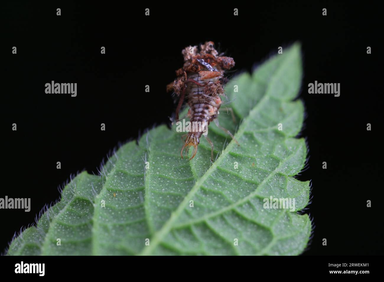 Chrysopid larvae - aphid lions in the wild, North China Stock Photo - Alamy