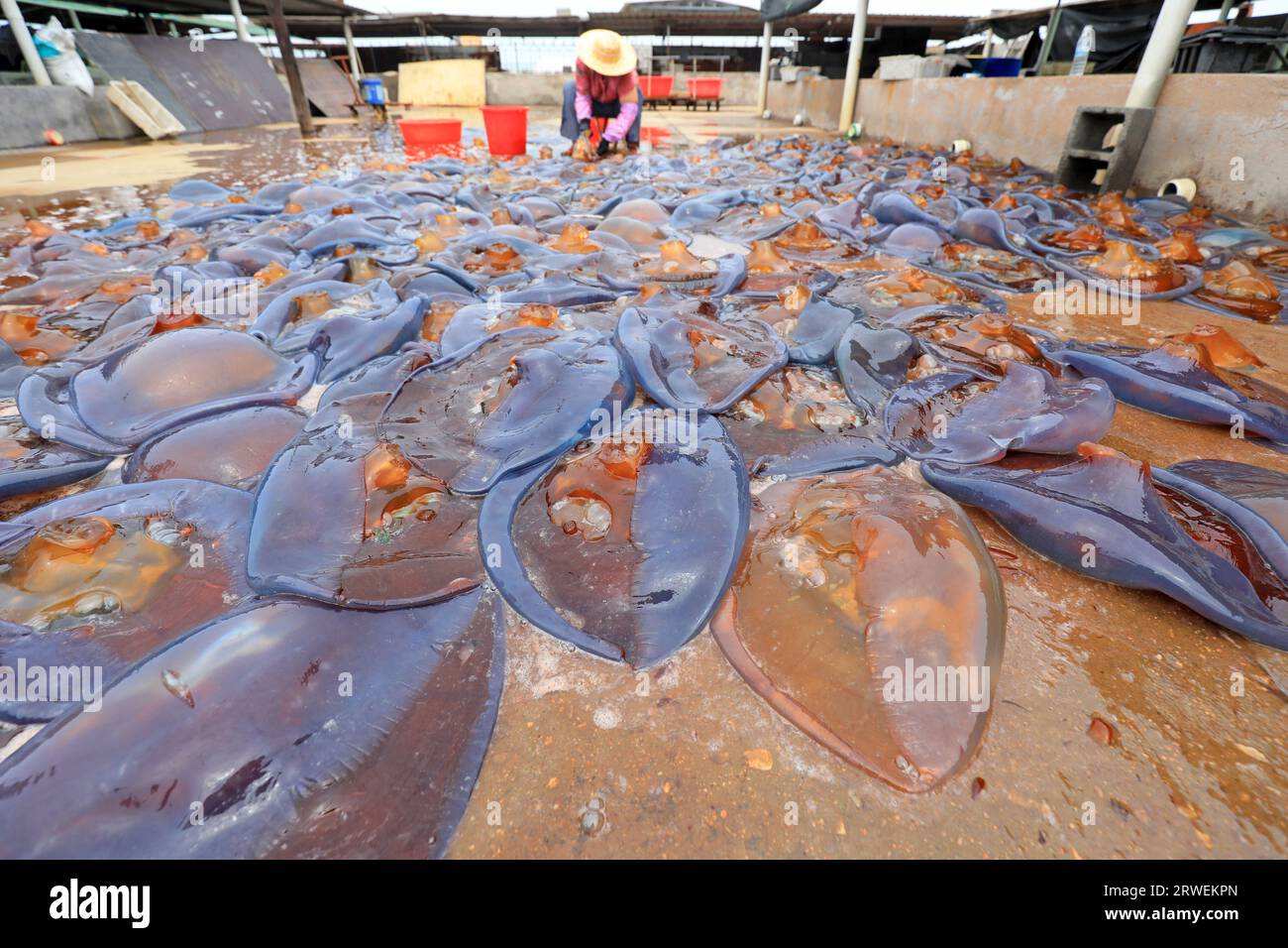 workers process jellyfish skin at a seafood processing plant, China ...