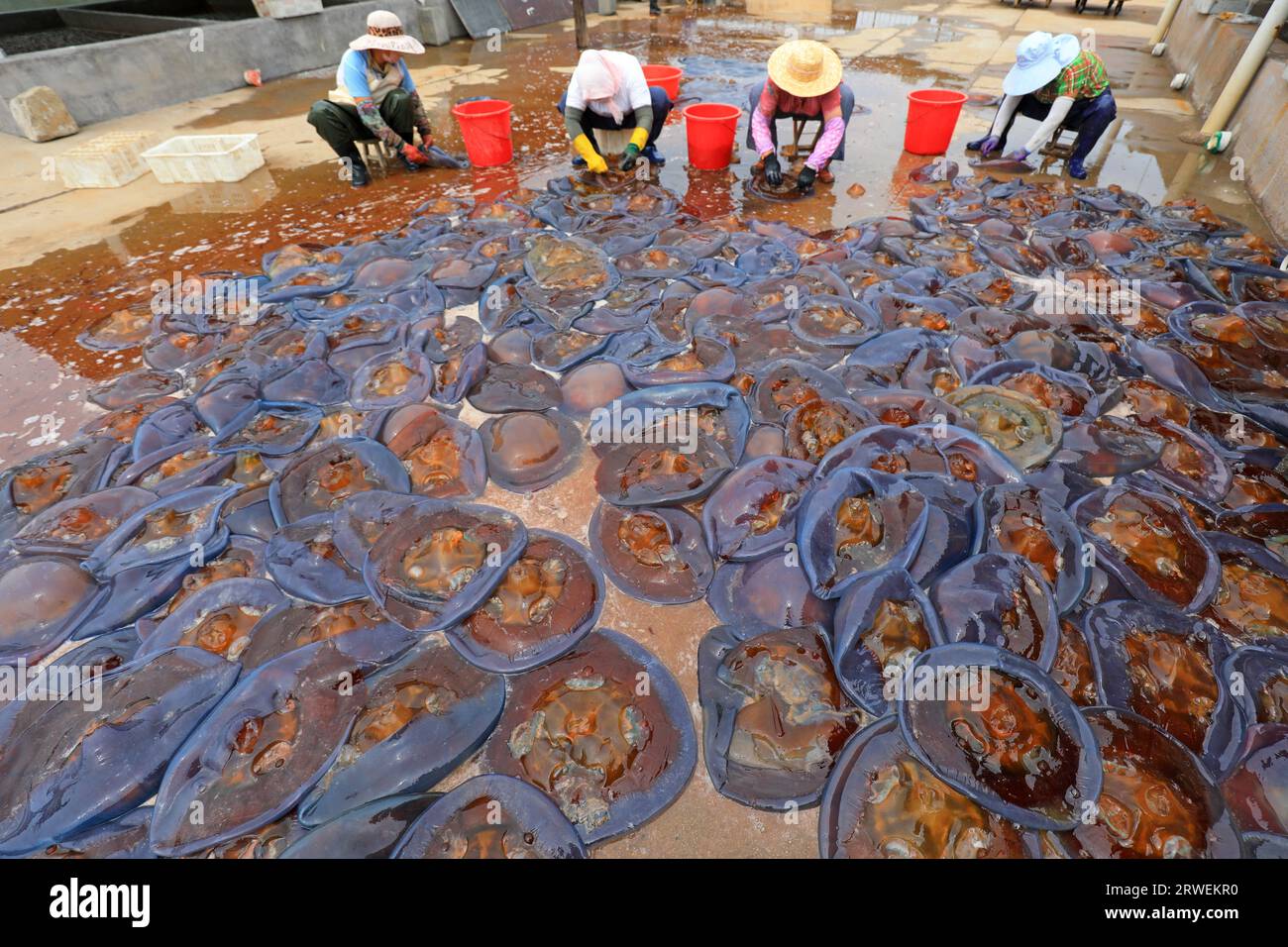 workers process jellyfish skin at a seafood processing plant, China ...
