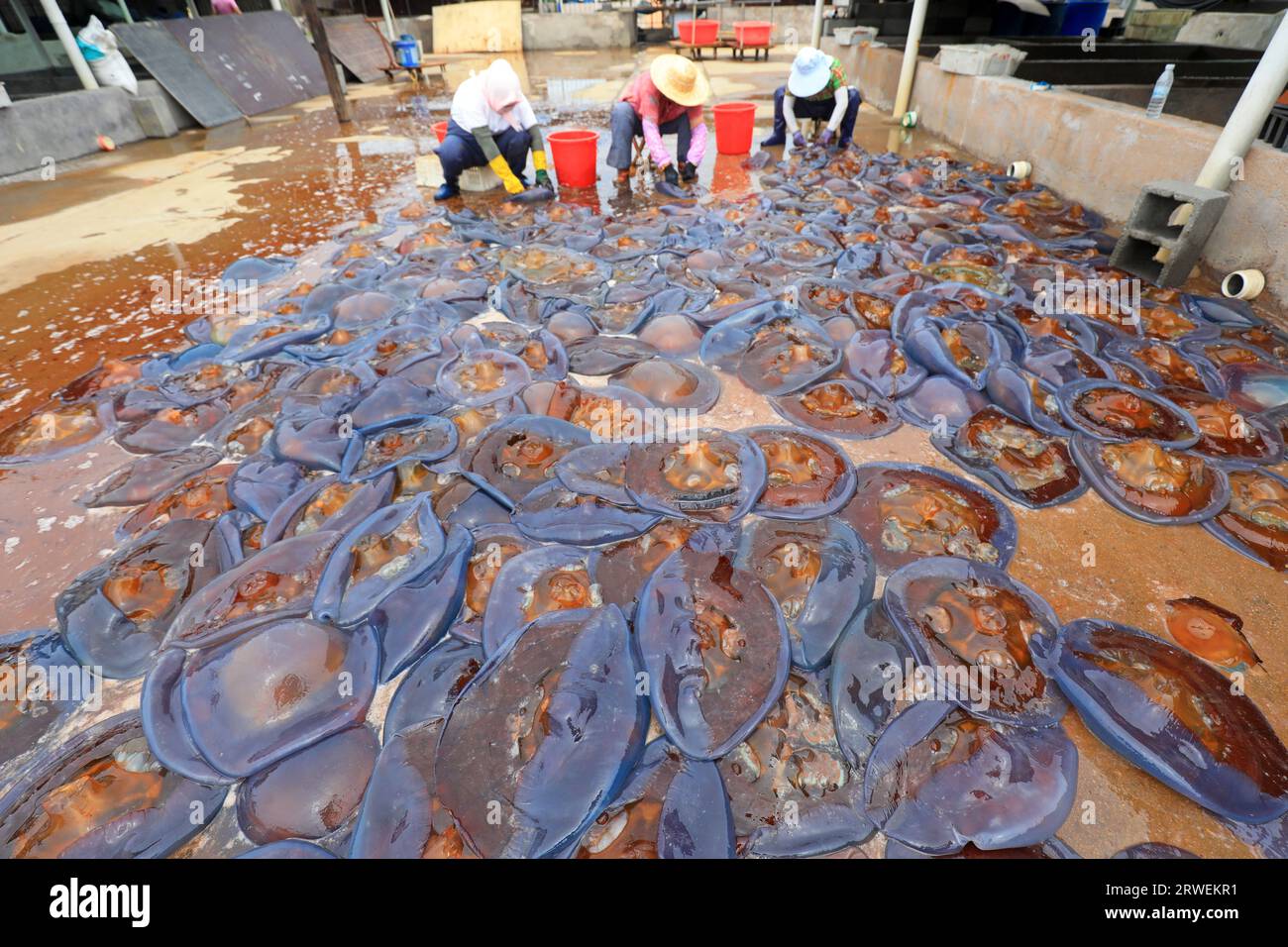 workers process jellyfish skin at a seafood processing plant, China ...