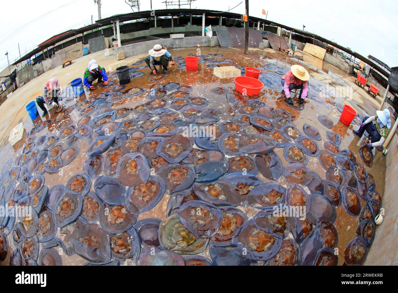 workers process jellyfish skin at a seafood processing plant, China ...