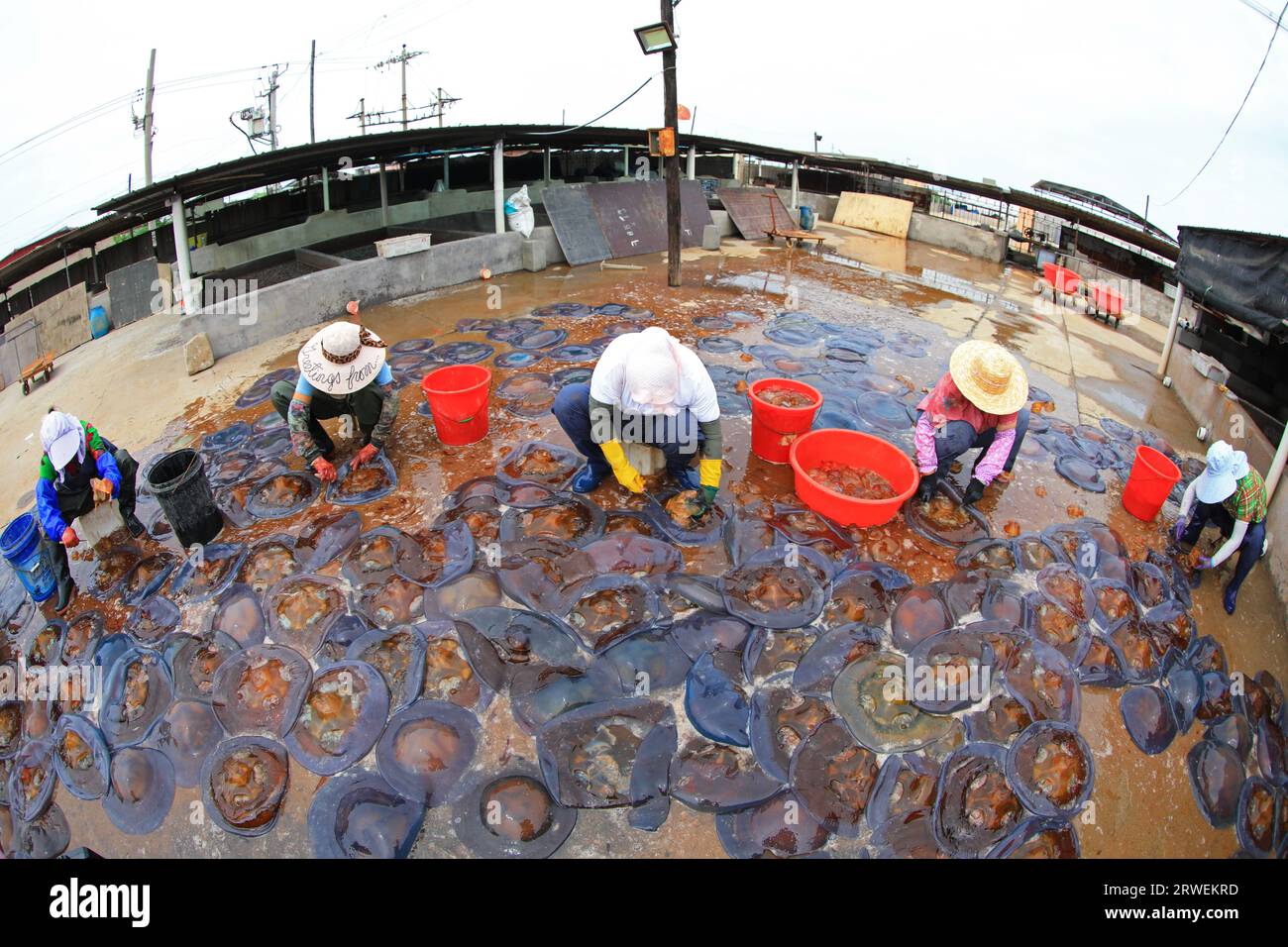 workers process jellyfish skin at a seafood processing plant, China ...