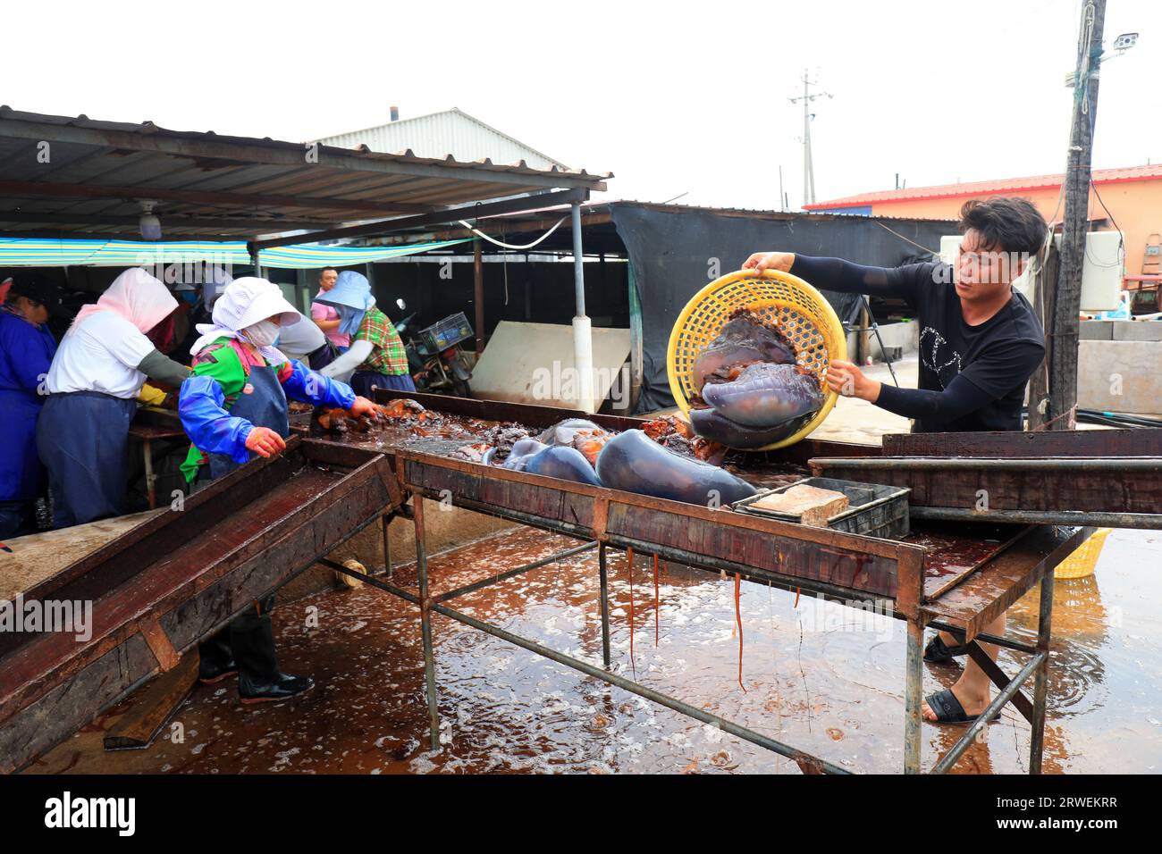 LUANNAN COUNTY, China - July 21, 2021: workers process jellyfish heads ...