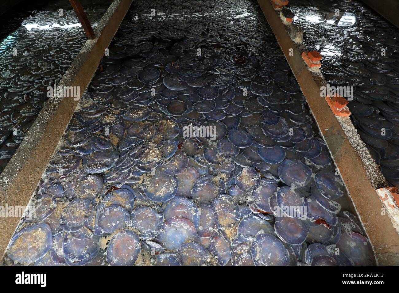 Jellyfish skin is piled up in a brine tank in a seafood processing ...