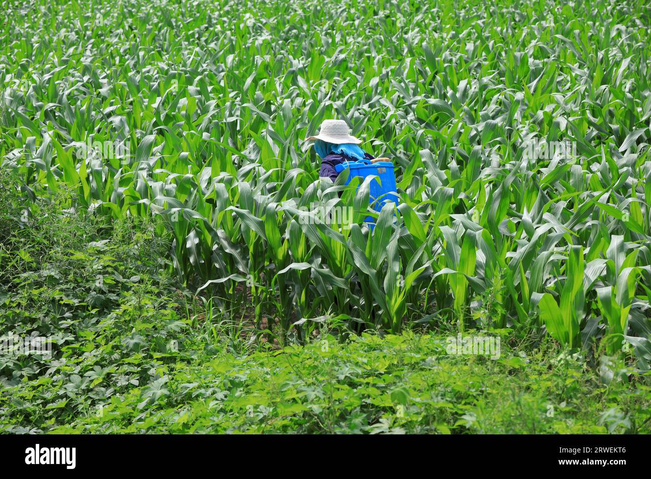 Rural women spray insecticides on corn fields in North China Stock ...
