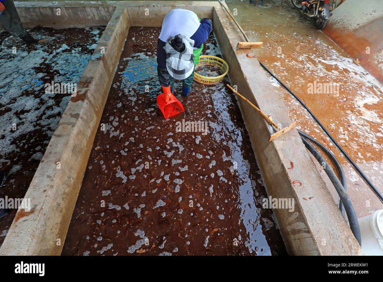 Workers remove floating foam from jellyfish brine tanks at a seafood ...
