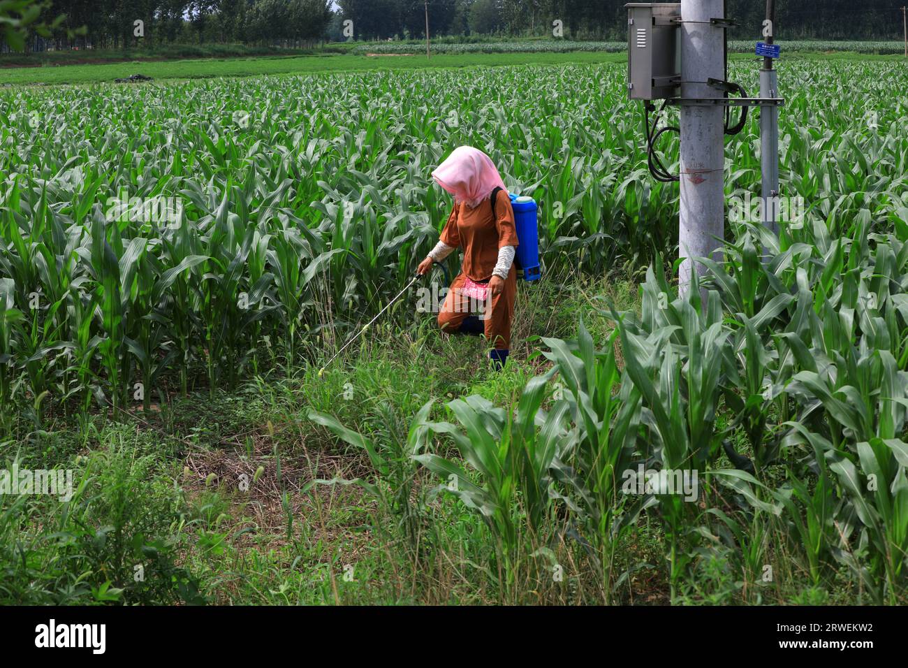 Rural women spray insecticides on corn fields in North China Stock Photo - Alamy