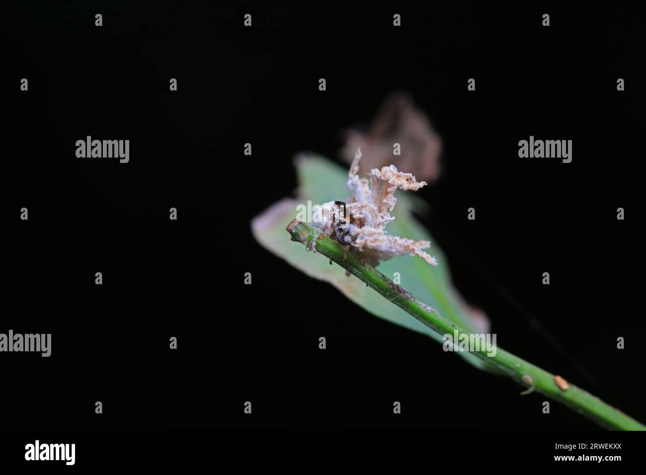 Hemiptera wax Cicadellidae insects on wild plants, North China Stock ...