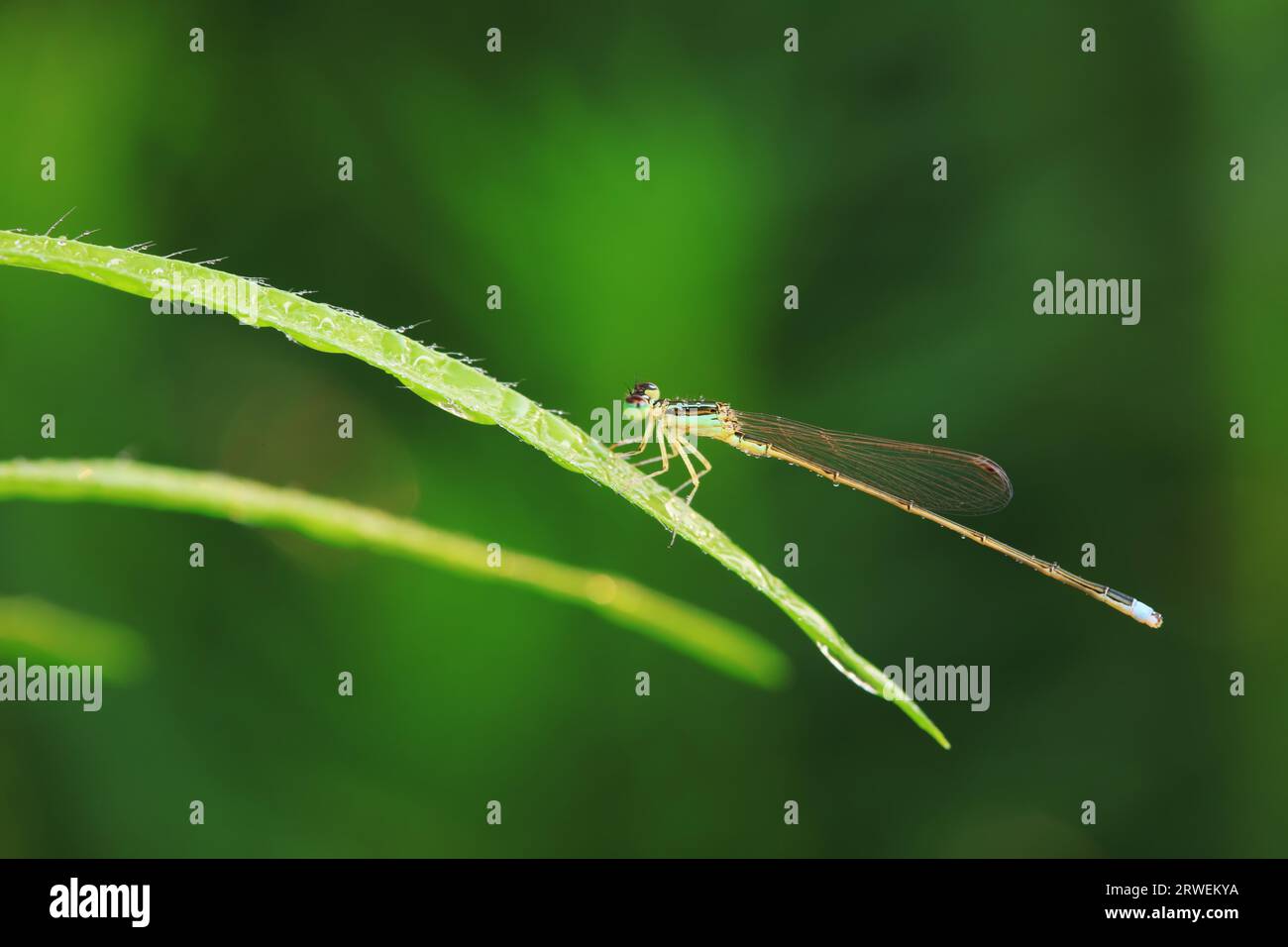 damselfly, a dragonfly insect, North China Stock Photo - Alamy