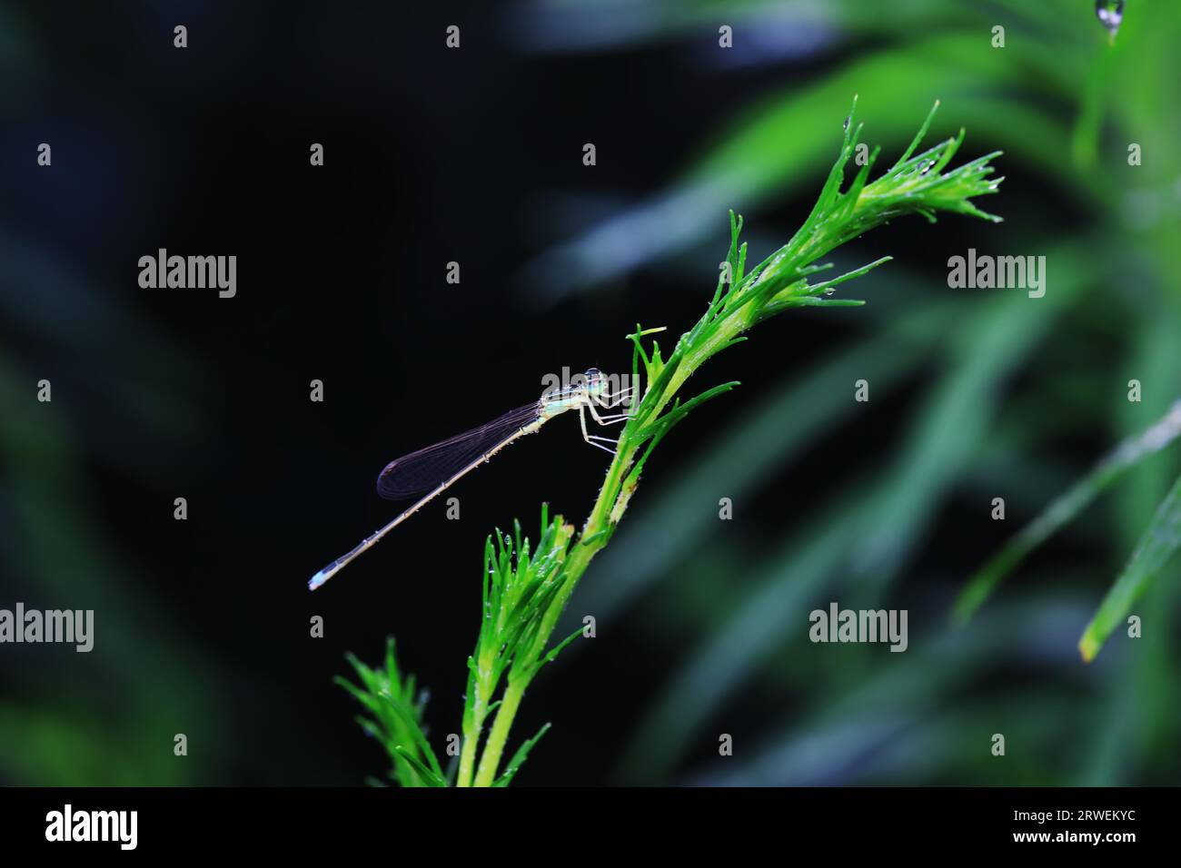 damselfly, a dragonfly insect, North China Stock Photo - Alamy