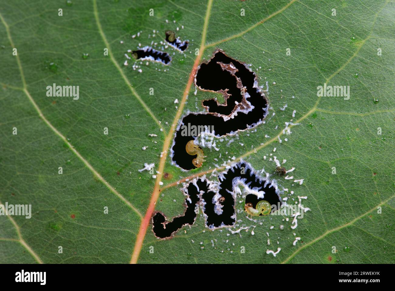 Leaf bee larvae on wild plants, North China Stock Photo - Alamy