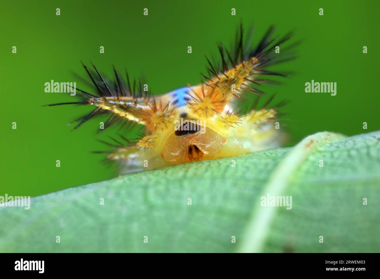 Lepidoptera larvae in the wild, North China Stock Photo - Alamy