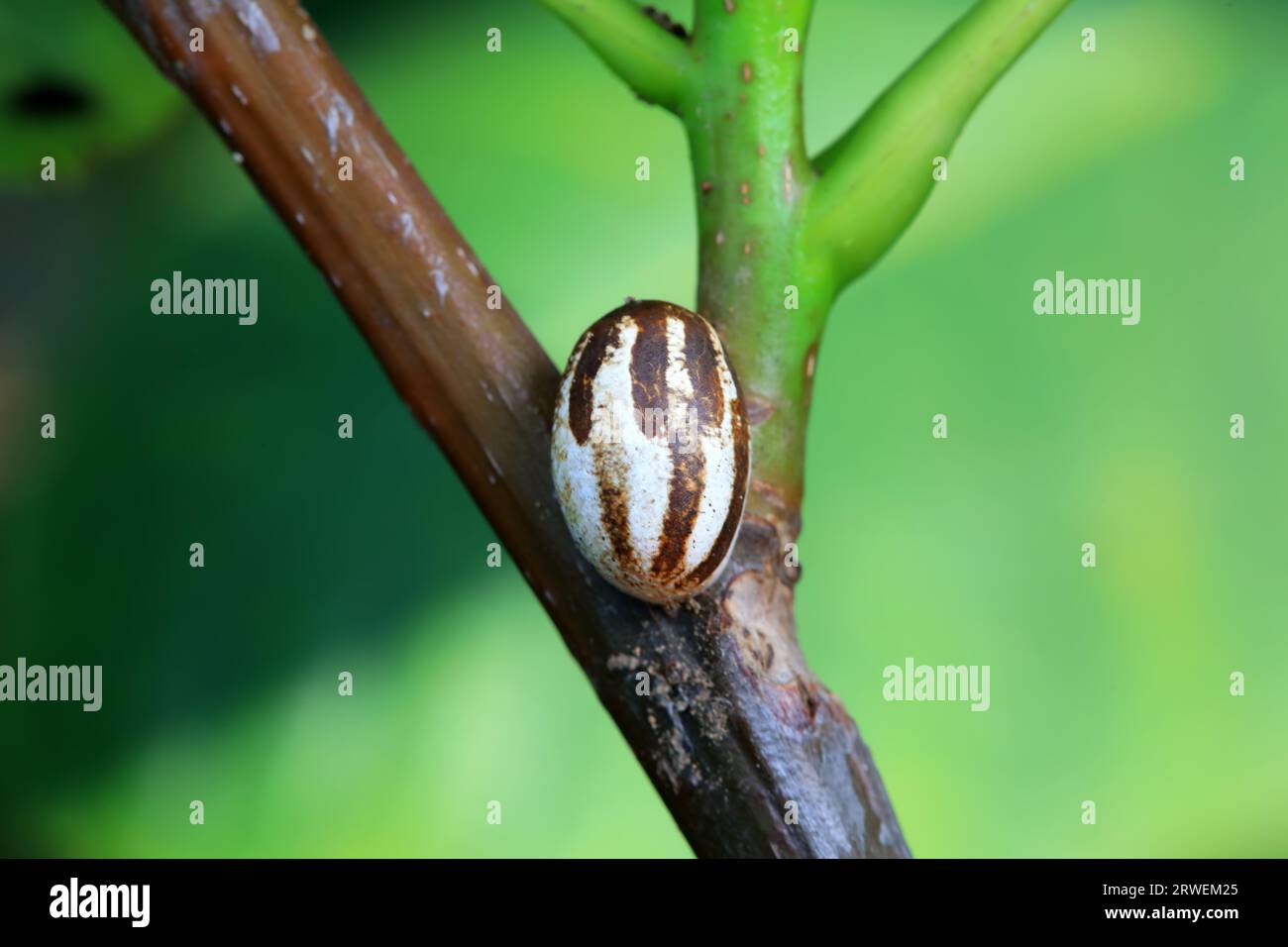 Insect cocoon shells on wild plants, North China Stock Photo - Alamy