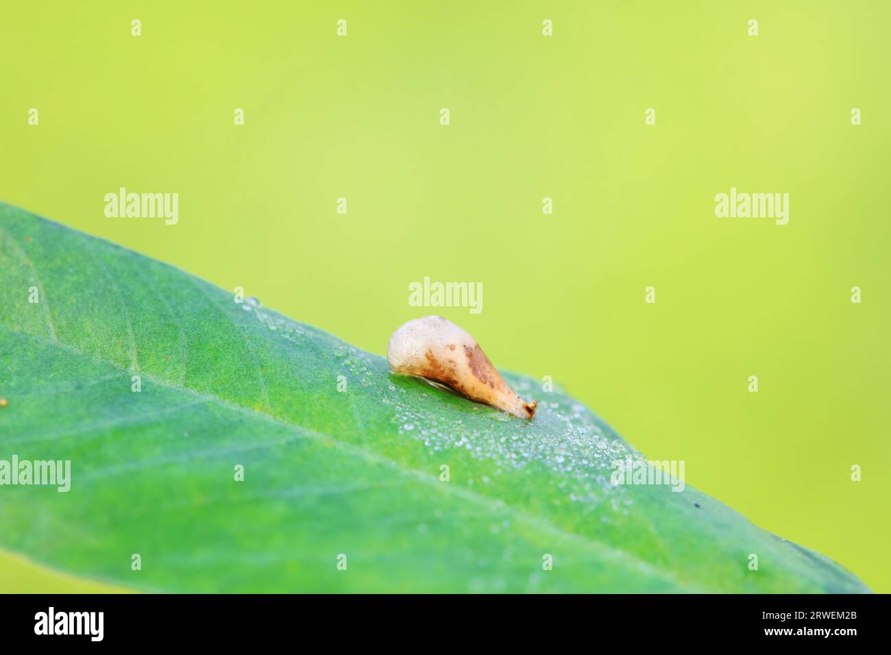 Insect cocoon shells on wild plants, North China Stock Photo - Alamy