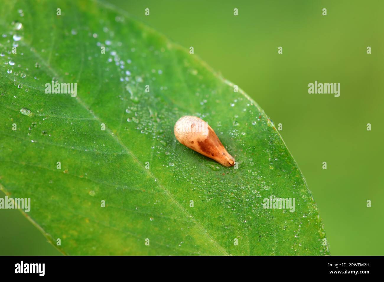 Insect cocoon shells on wild plants, North China Stock Photo - Alamy