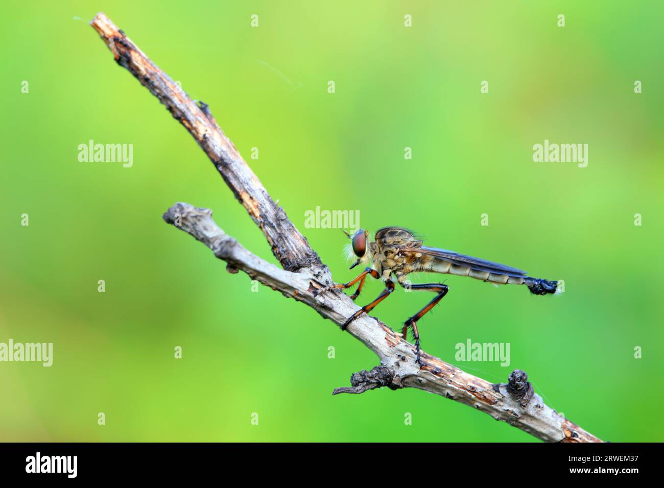 Insectivorous Gadfly in the wild, North China Stock Photo - Alamy