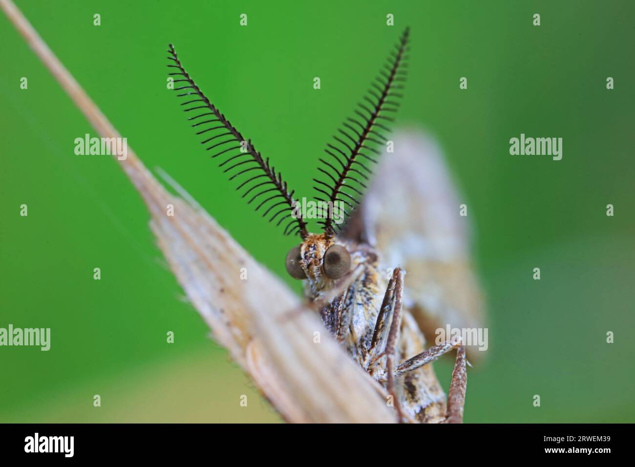 Lepidoptera insects in the wild, North China Stock Photo - Alamy