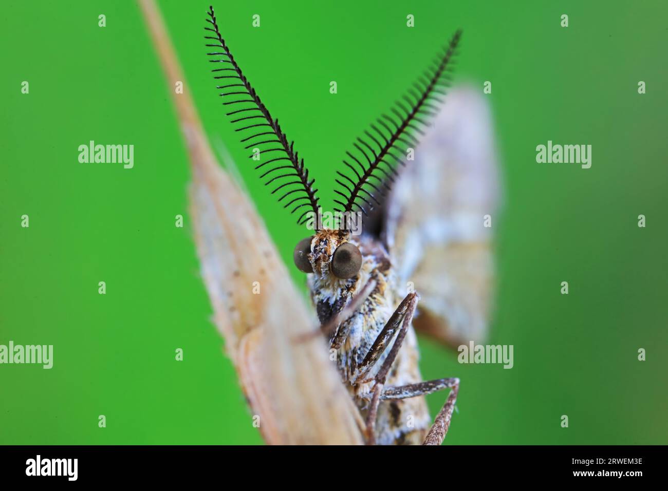 Lepidoptera insects in the wild, North China Stock Photo - Alamy