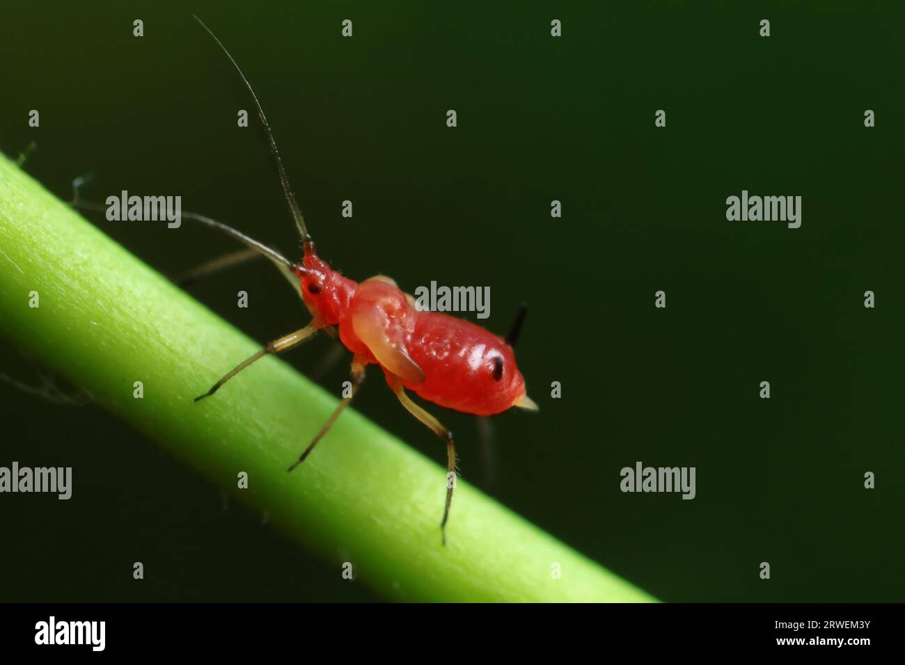 Aphids in the wild, North China Stock Photo - Alamy