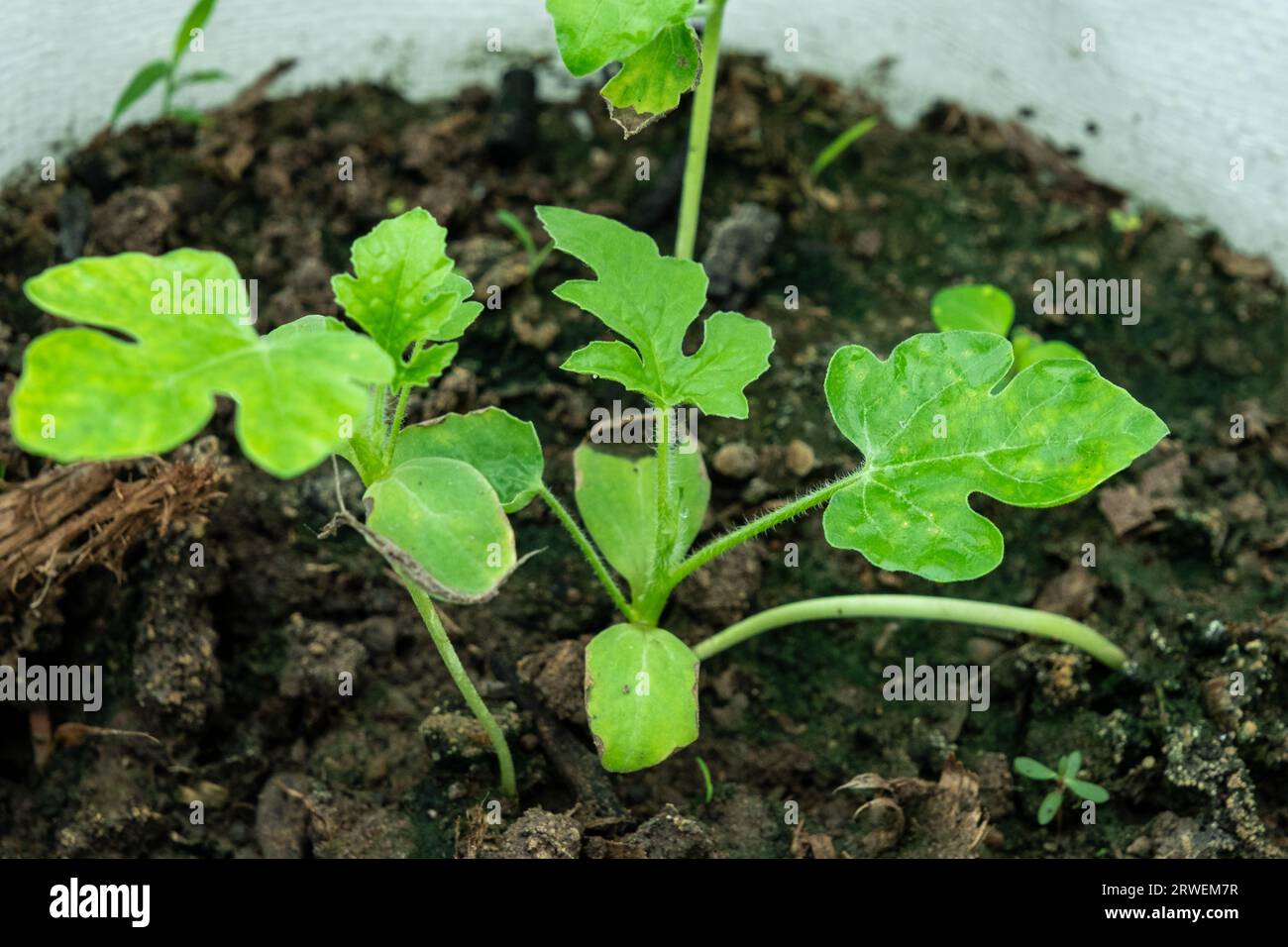Watermelon plant hi-res stock photography and images - Alamy